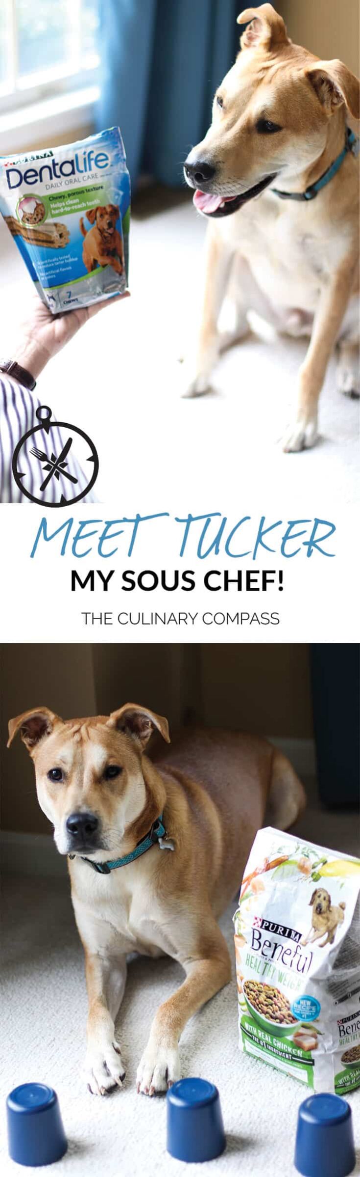 Meet Tucker: My Sous Chef! - The Culinary Compass